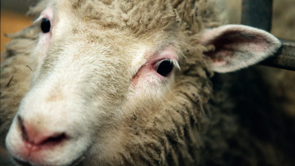 Le Destin de Dolly la Brebis et de Ses Clones – Histoire et Enjeux ...