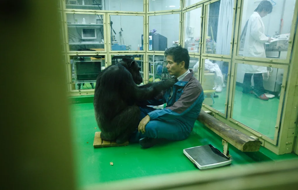Japon: Ai, le génie chimpanzé, meurt à 49 ans - Obscura