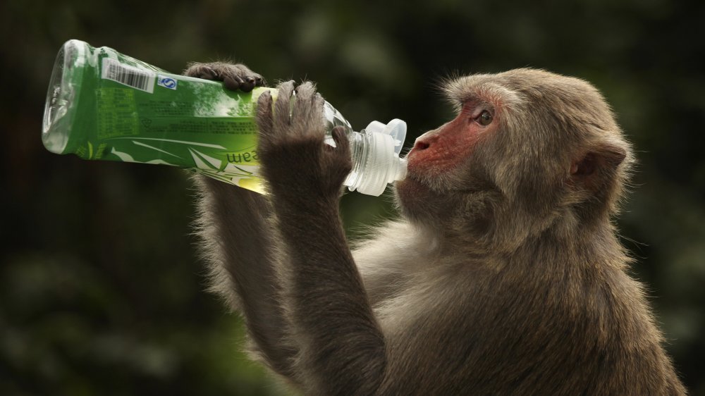 Le Singe Qui Ressemble le Plus à un Humain - Obscura